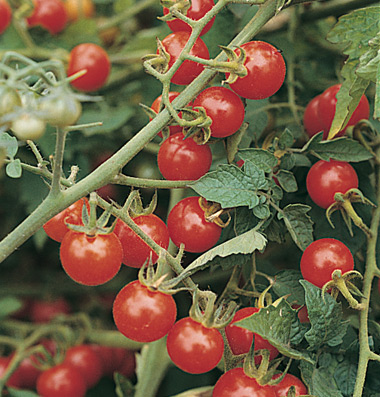 2019 Tomato Tasting Winners – Westbury Community Garden